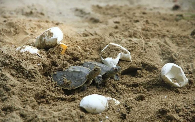 Prokriti O Jibon Foundation – Prokriti O Jibon Foundation